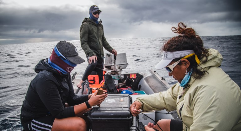 Volunteer Application - Ship Crew Member — Sea Shepherd Conservation ...