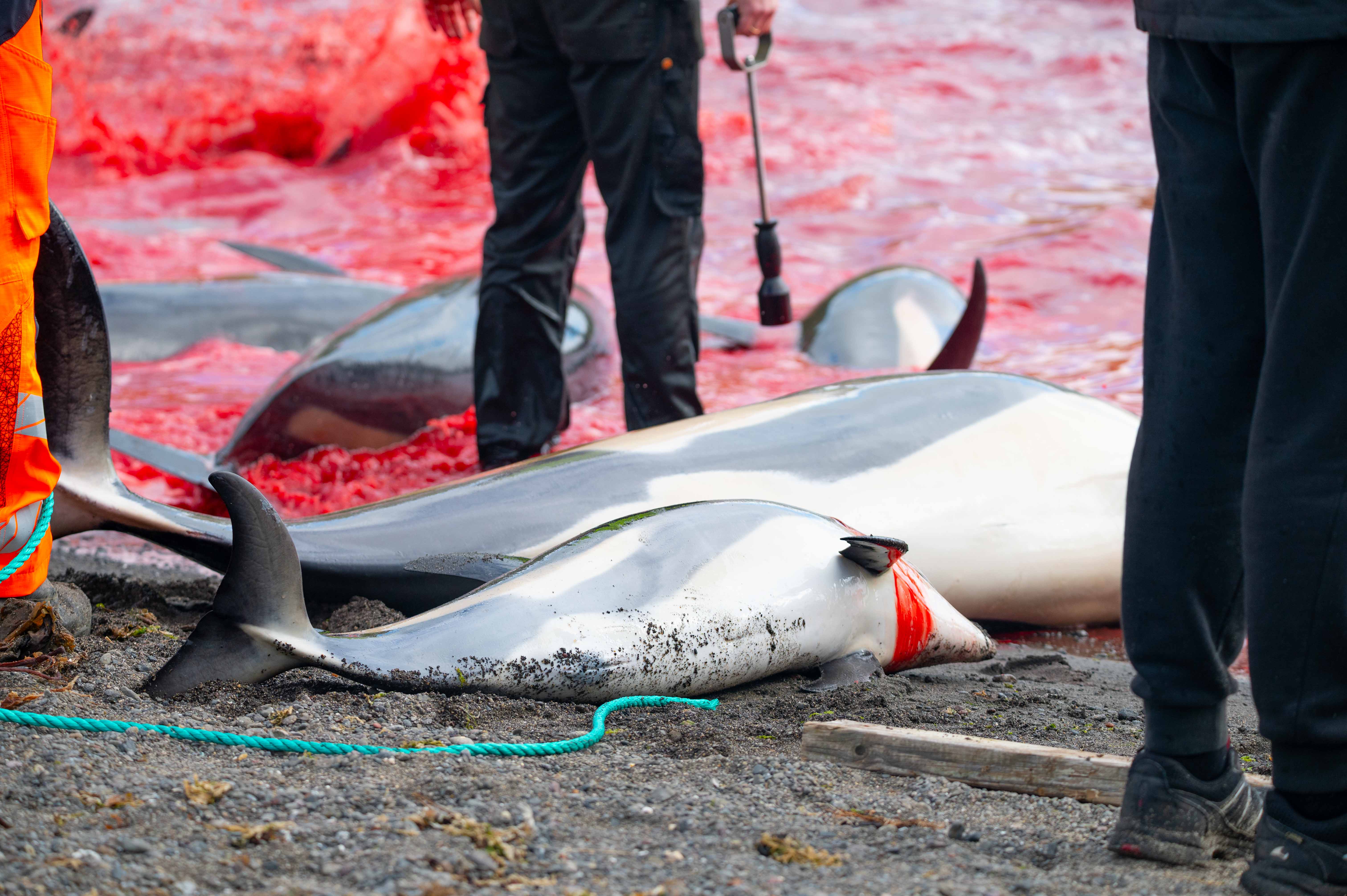 Dolphin Slaughter Faroe Islands Faroe Islands Resumes Controversial