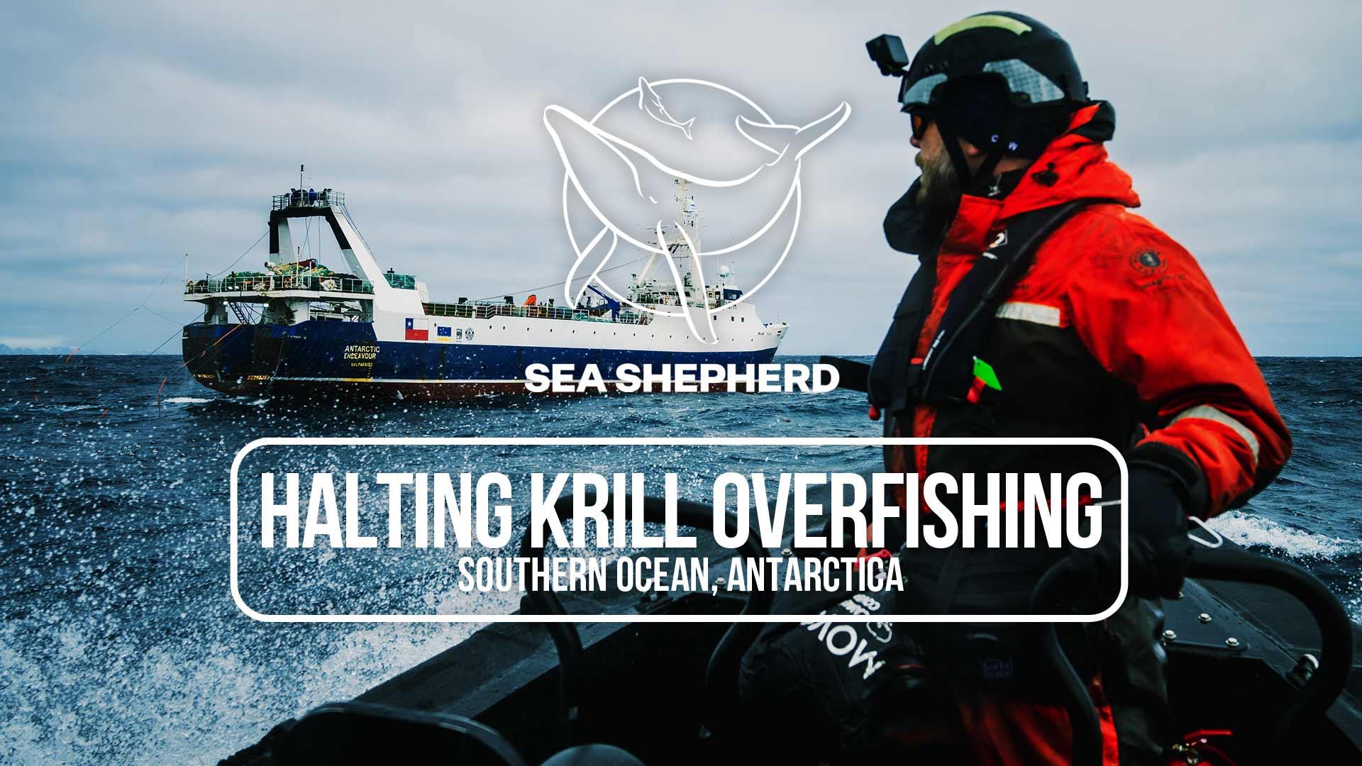 Antarctica: Krill Overfishing — Sea Shepherd Conservation Society