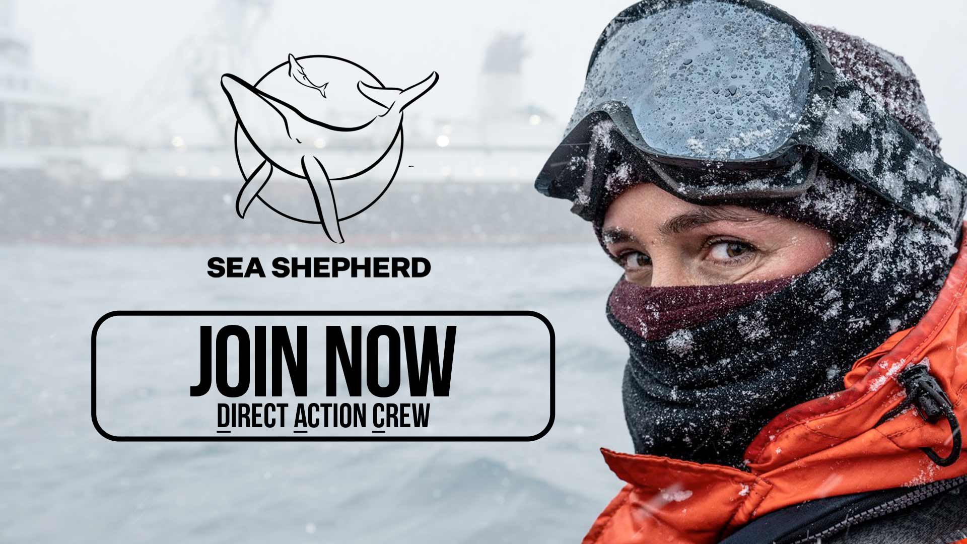Join The Direct Action Crew — Sea Shepherd Conservation Society