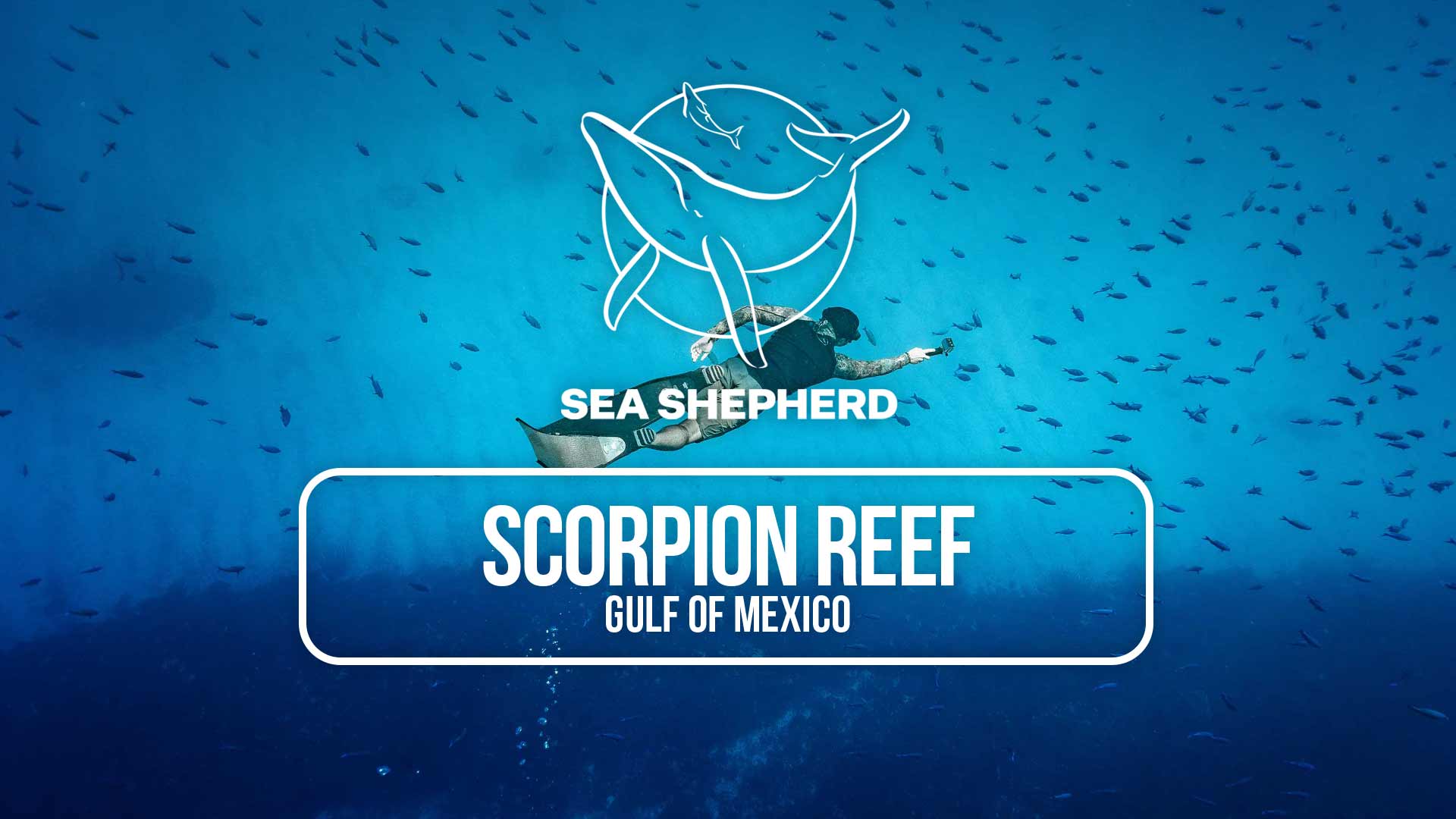 Scorpion Reef: Shielding A Sanctuary From Poaching — Sea Shepherd ...