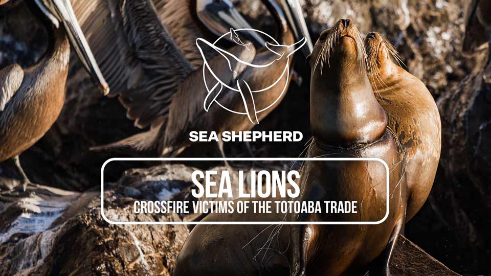 Sea Lions: Crossfire Victims Of The Totoaba Trade — Sea Shepherd ...