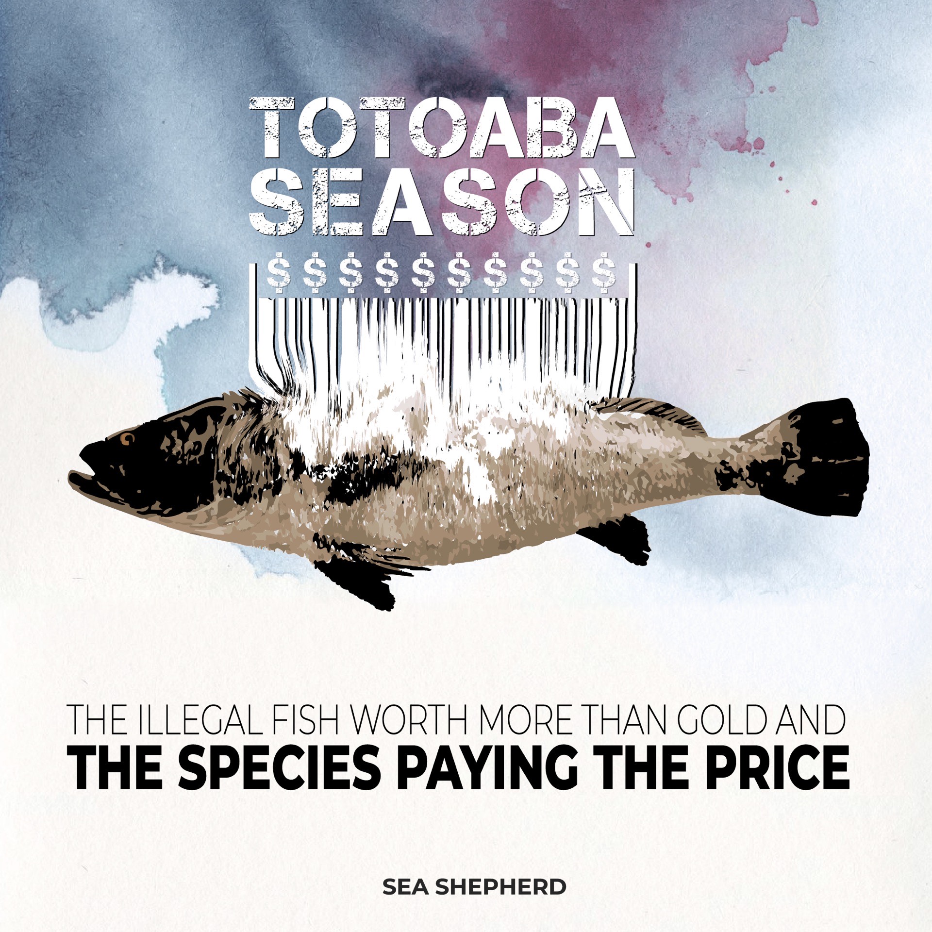 Defending the Vaquita Refuge During Totoaba Season — Sea Shepherd ...